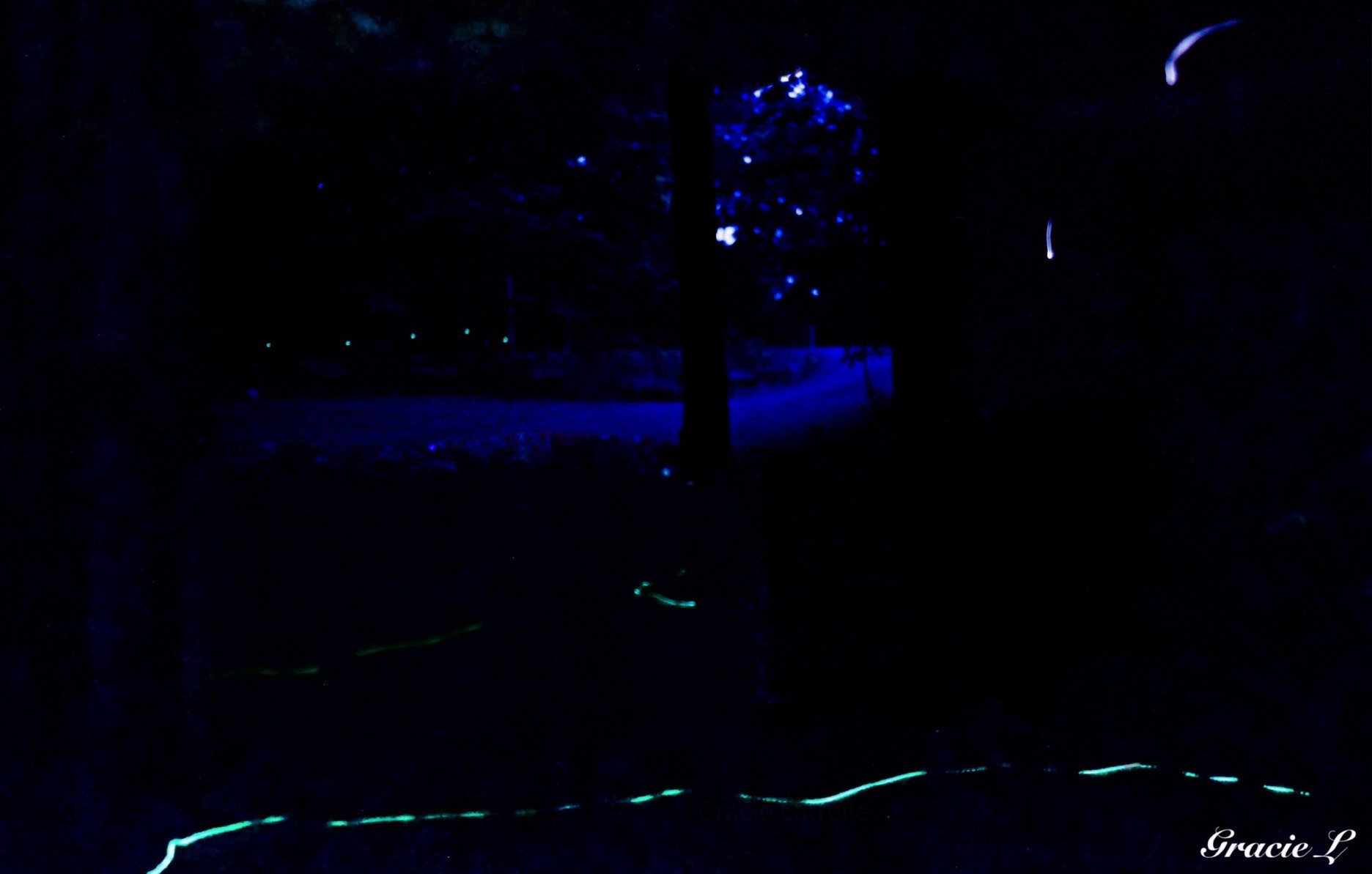 Rare Blue Firefly Species Found in The State of Georgia! – Gracie Latrelle