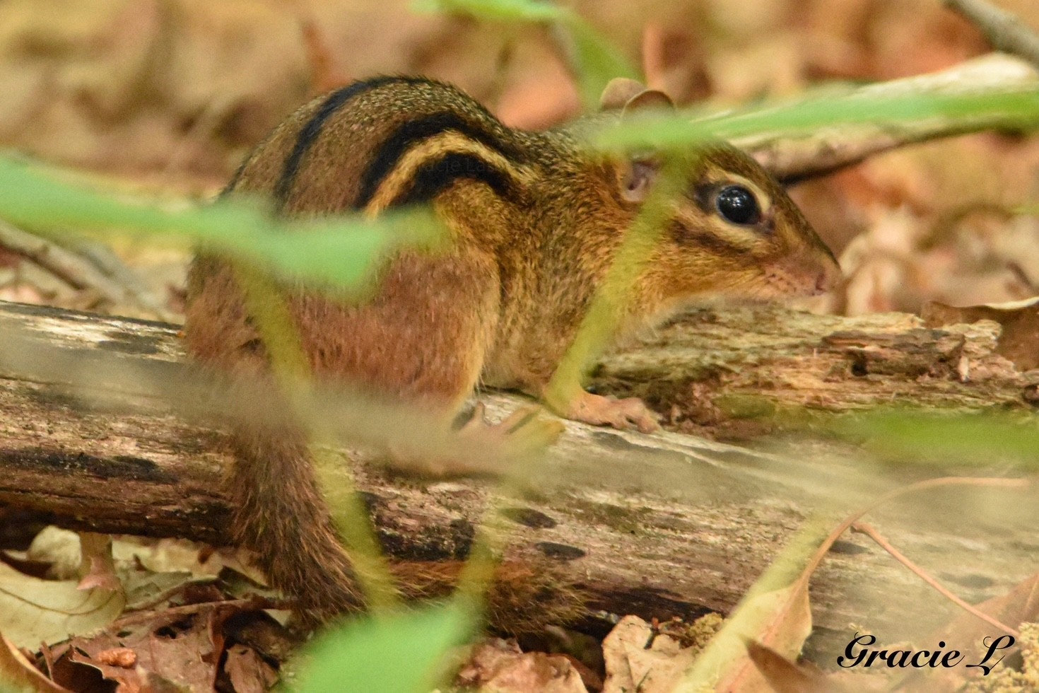 Chipmunks Can Swim! Here’s How! – Gracie Latrelle