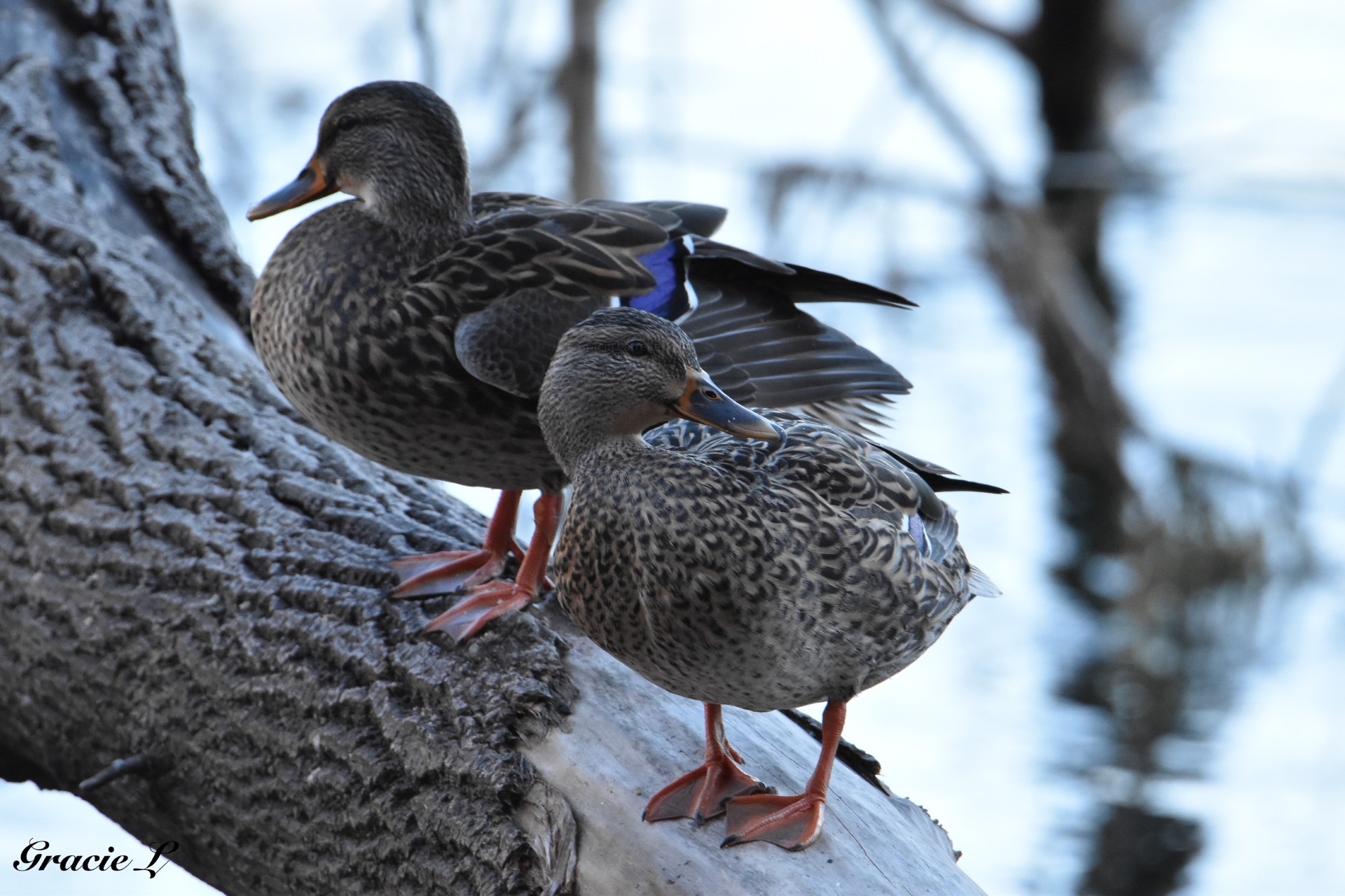 How Ducks Avoid Frostbite in Cold Waters – Gracie Latrelle