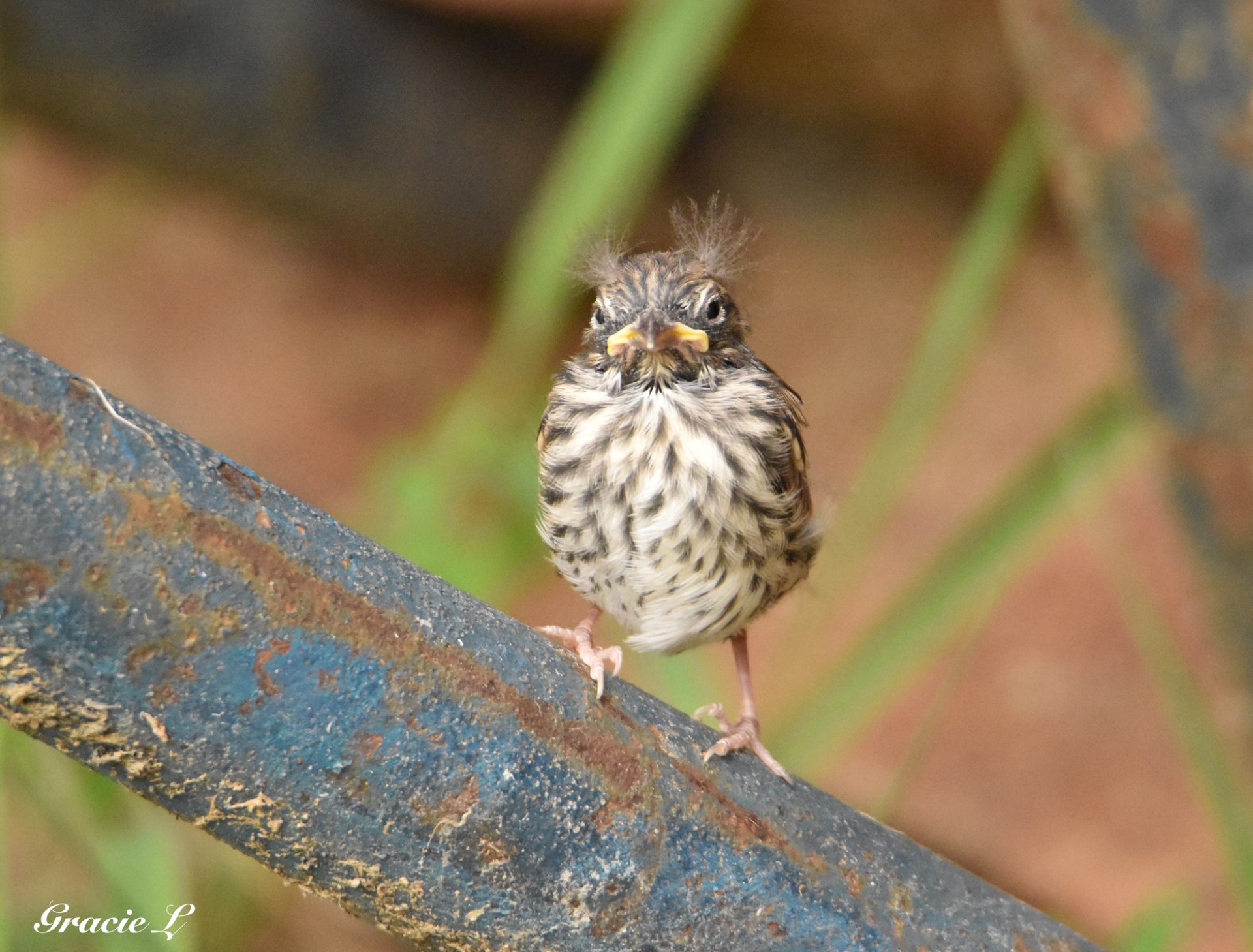 How To Tell If a Baby Bird Is an Orphaned or Has Fledged? – Gracie Latrelle